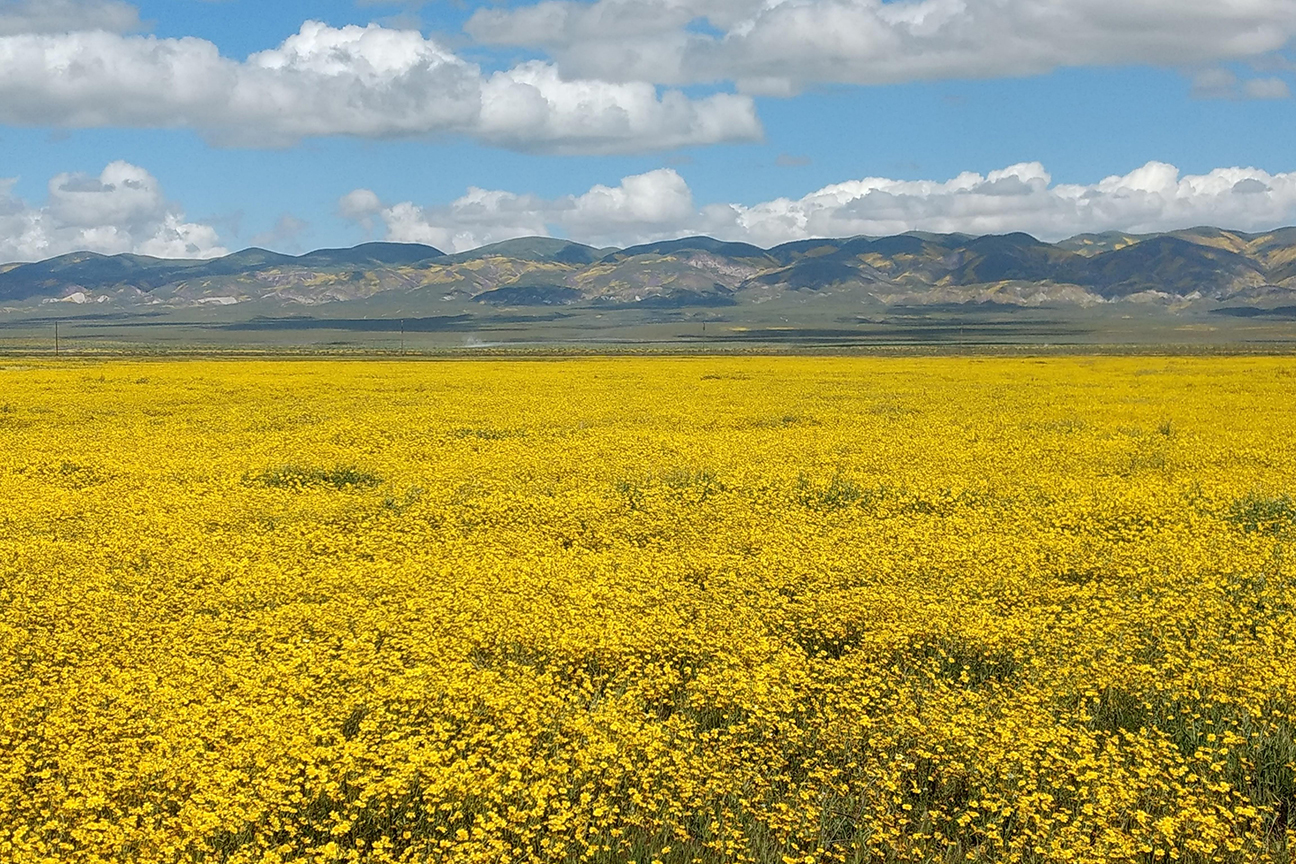 Bureau of Land Management Approves Oil Drilling in Carrizo Plain ...