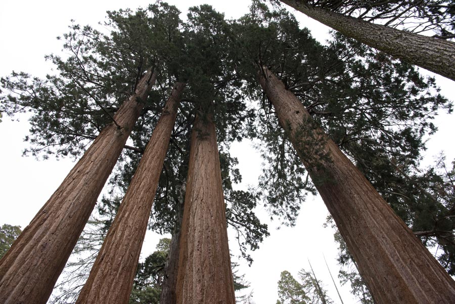 Study Says Climate Change and Drought Threatens Giant Sequoias ...