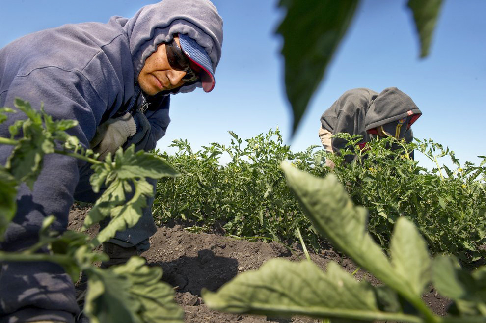 Farmworkers: A Painful Journey during the Summer Months - Community ...