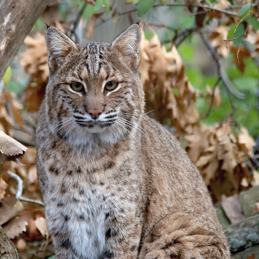 Conserving the Lands and Waters of California’s Heartland - Community ...