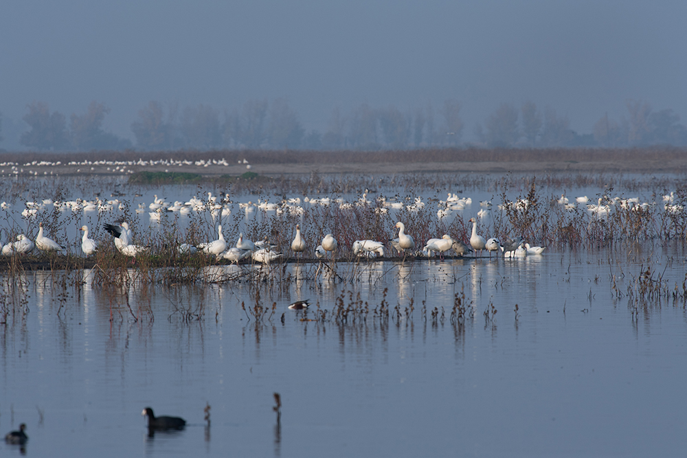 Merced National Wildlife Refuge Is a Valley Treasure - Community Alliance