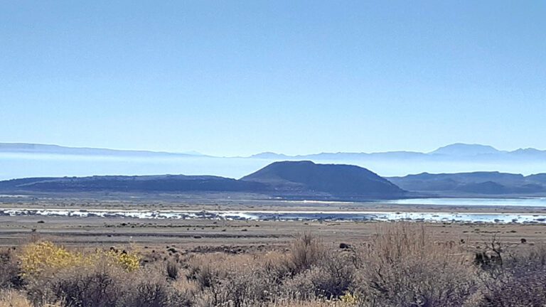Mono Lake’s Endangered California Gulls - Community Alliance