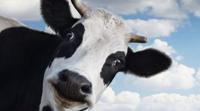 The Cow Wins: Devin Nunes Departs - Community Alliance